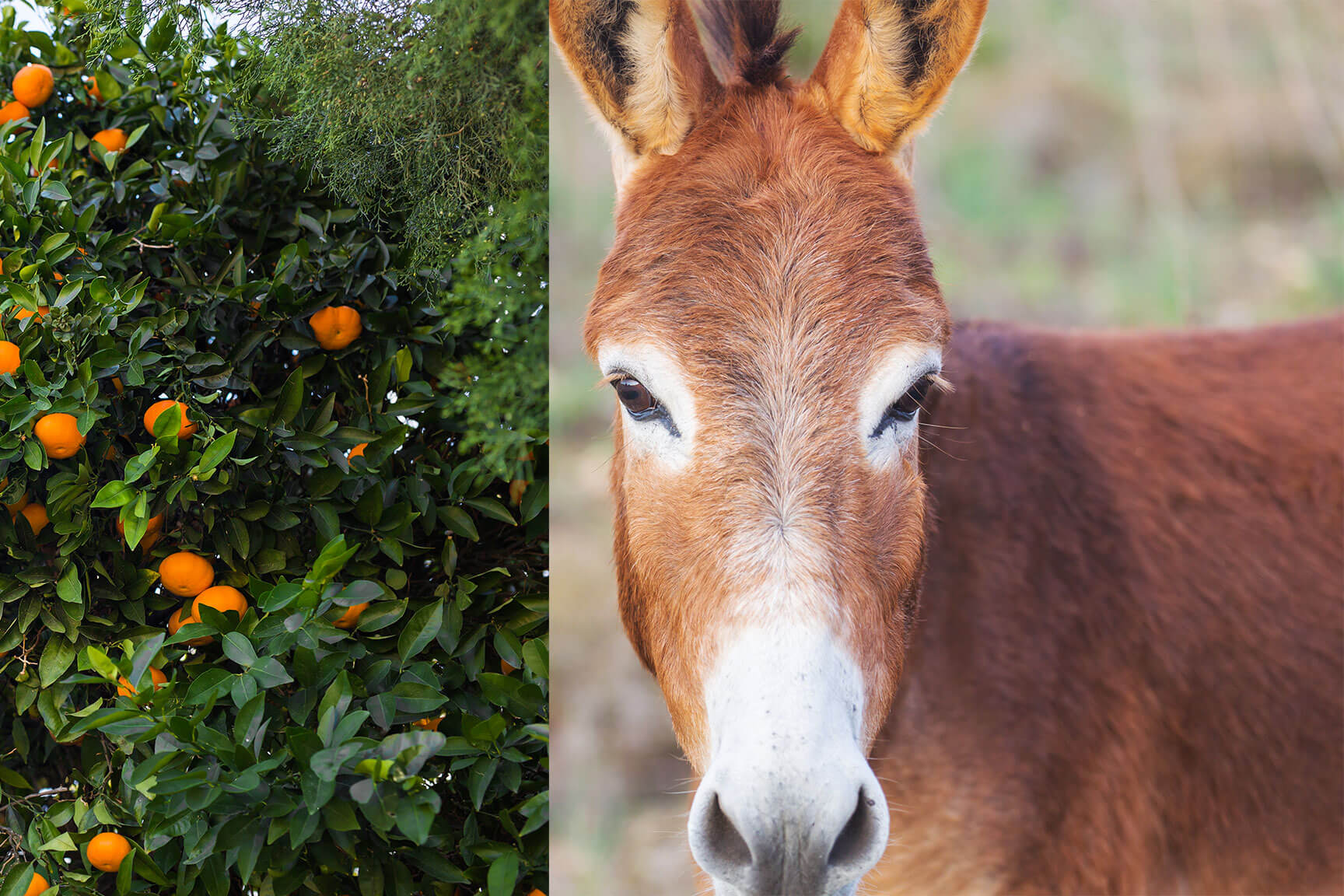Can Donkeys Eat Oranges? A Concise Guide on Donkey Diet ...